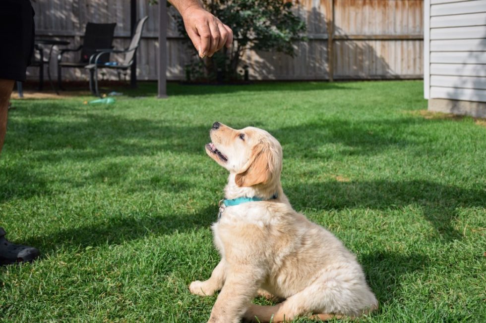Top 5 Positive Advantages of Dog Training